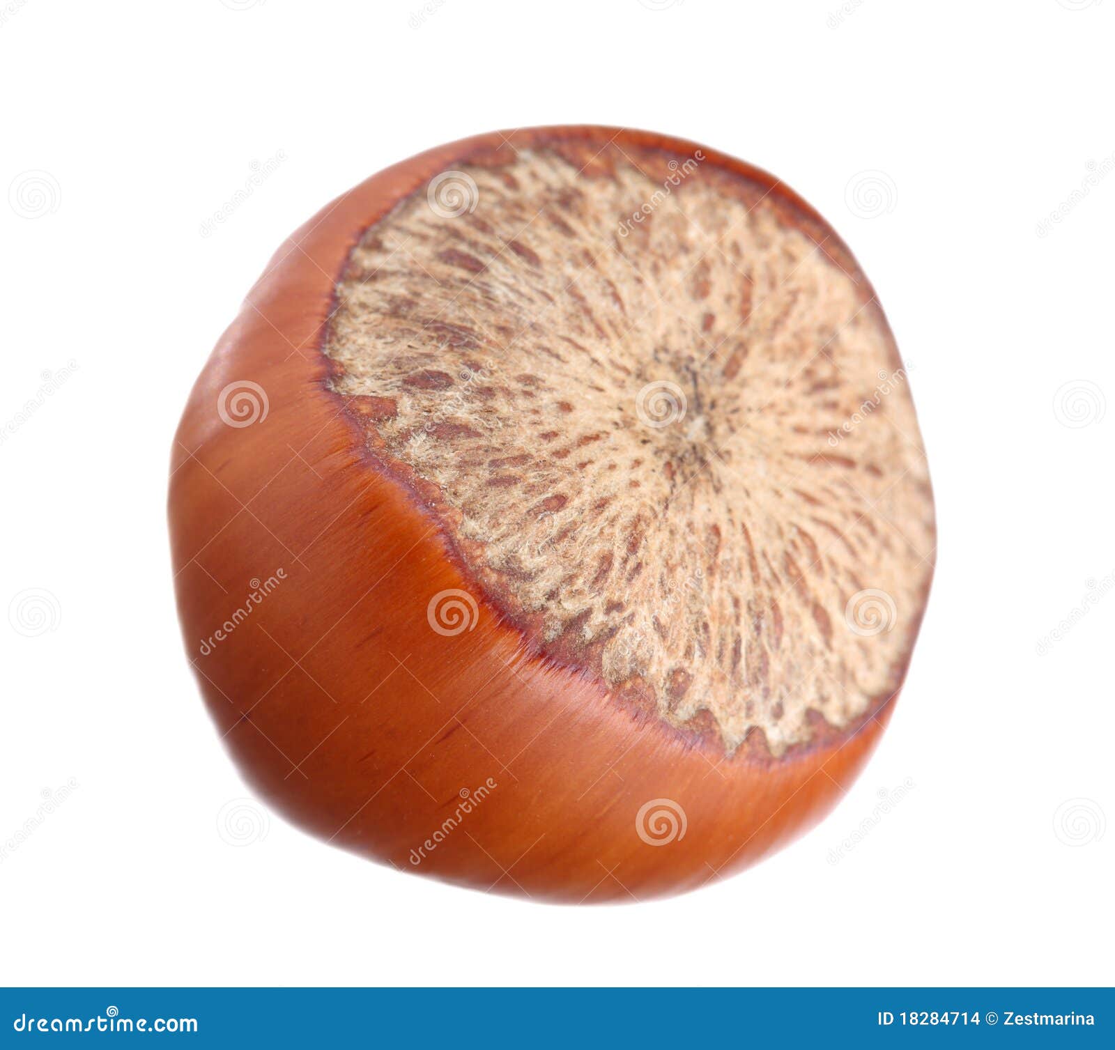 Hazelnoot stock foto. Image of noot, mooi, horizontaal - 18284714