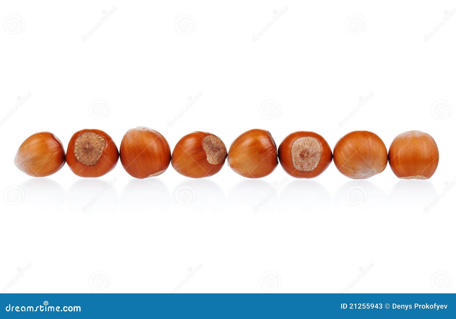 Hazelnoot stock afbeelding. Image of besnoeiing, hazelnoot - 21255943