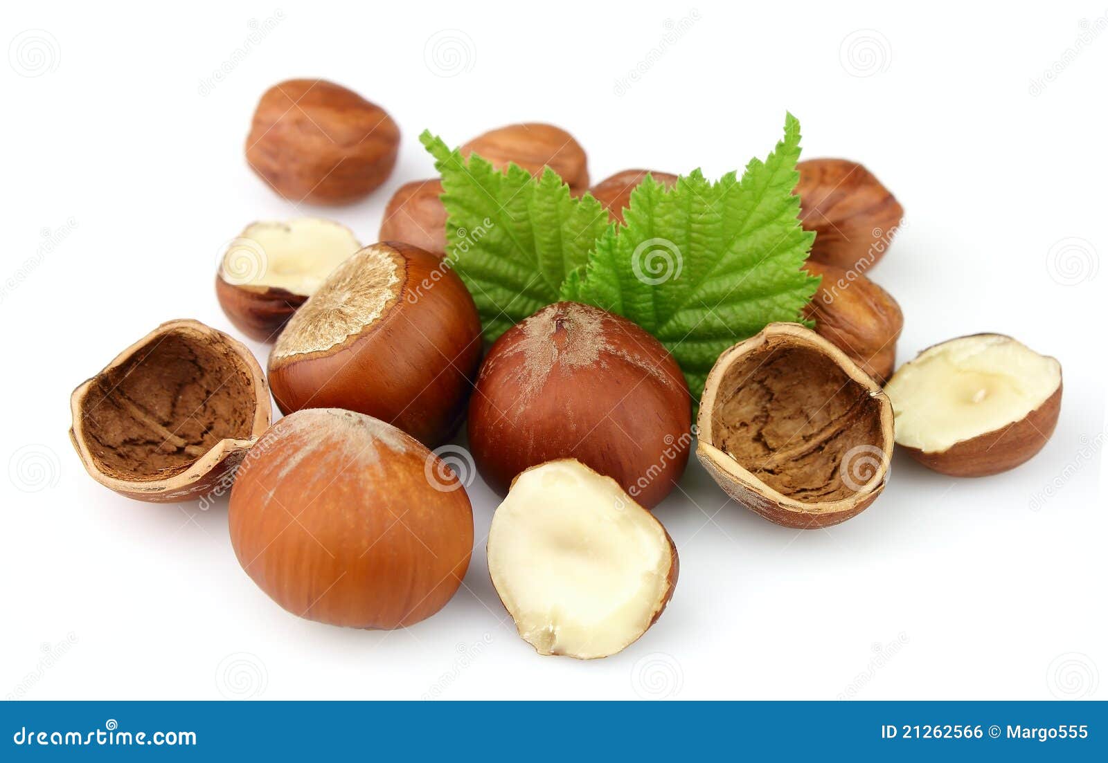 Hazelnoot stock foto. Image of hazelaar, noot, zaad, hazelnoot - 21262566