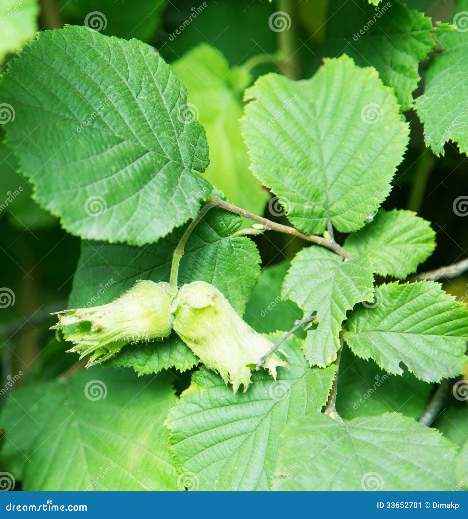 Hazelnoot stock afbeelding. Image of gebied, vrucht, volledig - 33652701