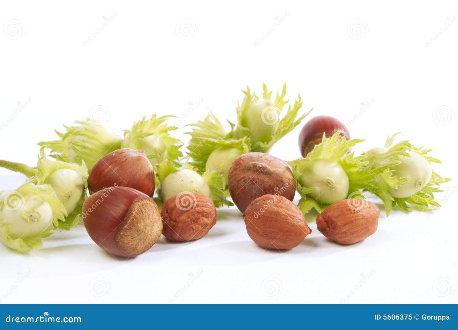 Hazelnoot stock afbeelding. Image of nave, cirkel, hoop - 5606375