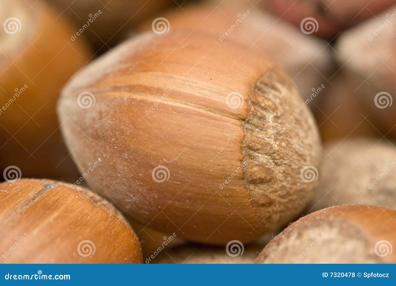 Hazelnoot stock foto. Image of gezond, paar, achtergrond - 7320478