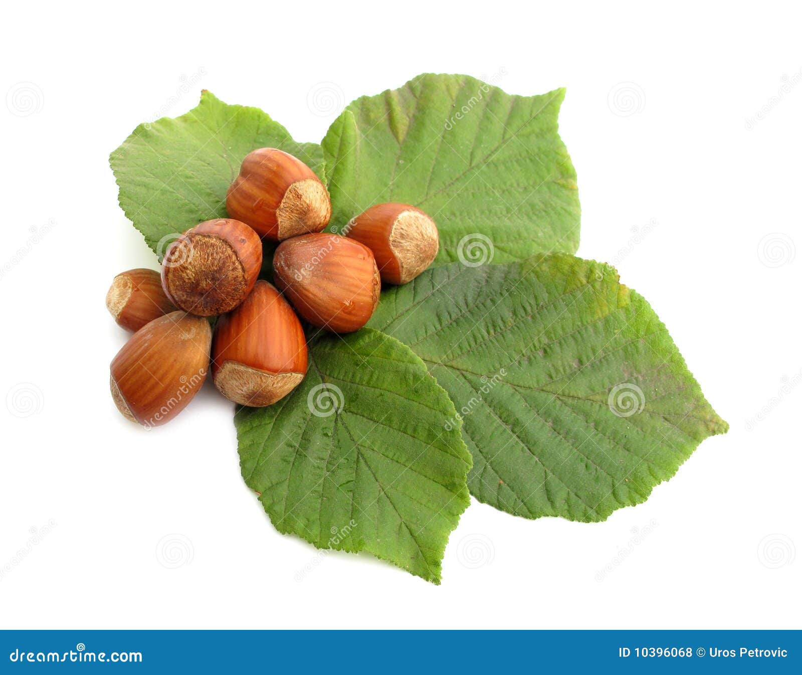 Hazelnoten stock foto. Image of kleur, gemeenschappelijk - 10396068
