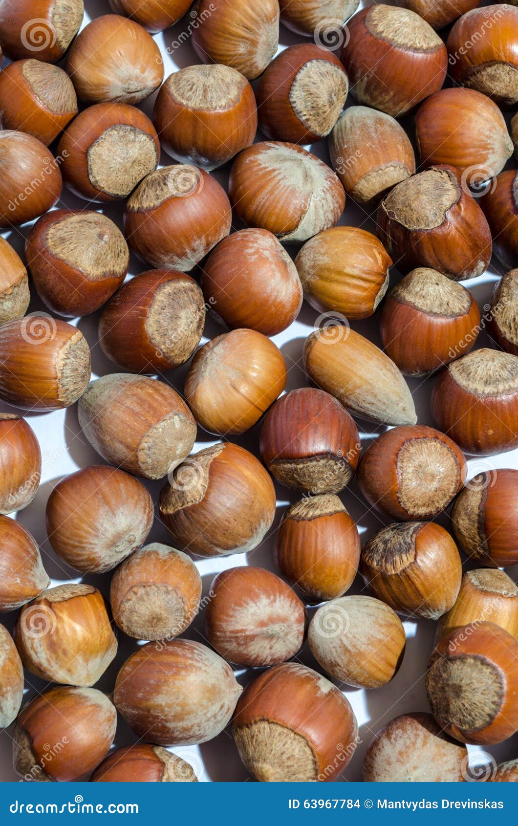 Hazelnoten stock foto. Image of schelp, dieet, vers, sluit - 63967784