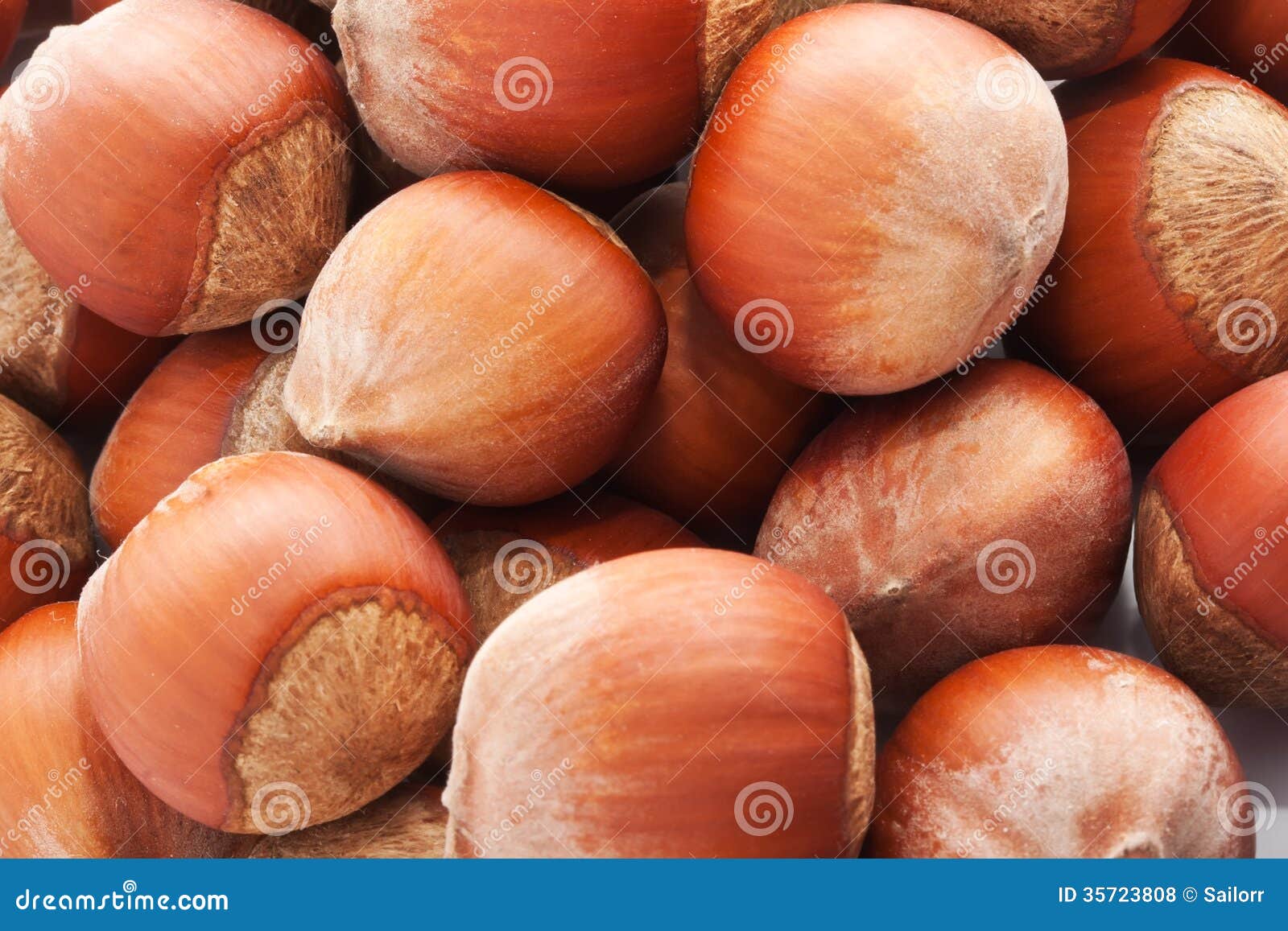 Hazelnoten of hazelnoot stock foto. Image of hoop, notedop - 35723808