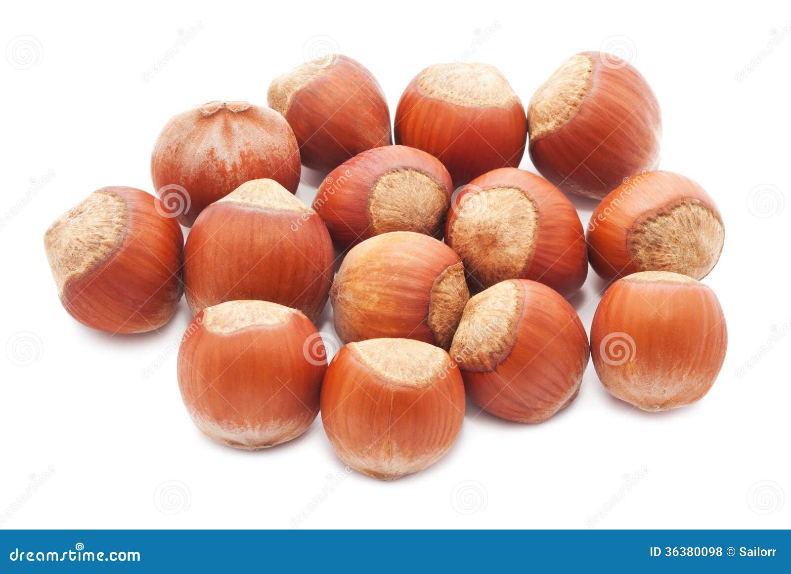 Hazelnoten of hazelnoot stock foto. Image of naughty - 36380098