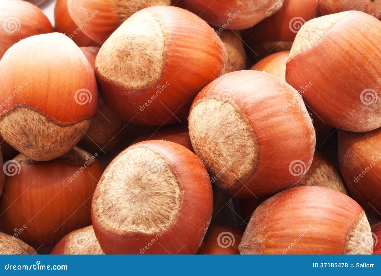 Hazelnoten of hazelnoot stock foto. Image of naughty - 37185478