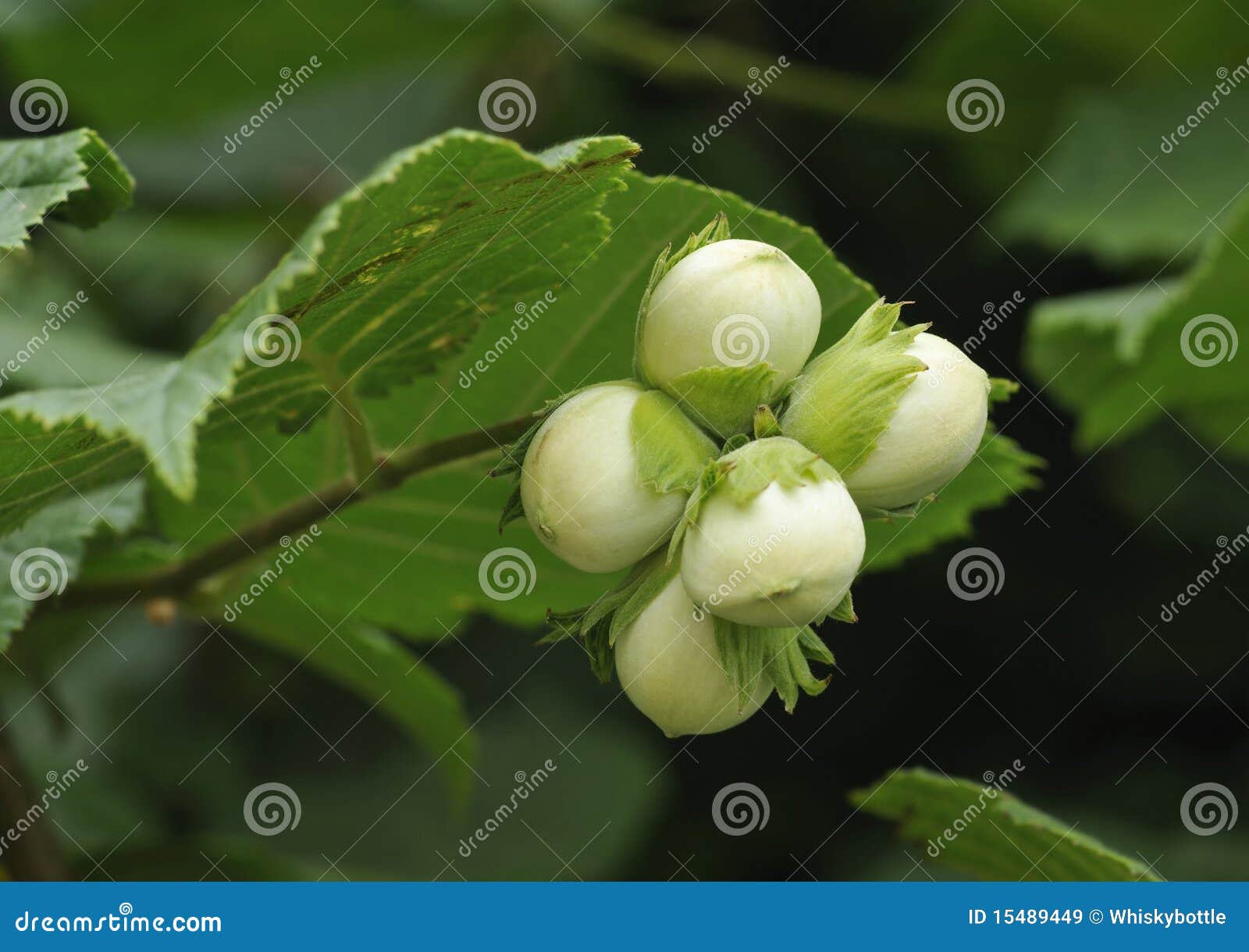 Hazelnoten op boom stock afbeelding. Image of daling - 15489449