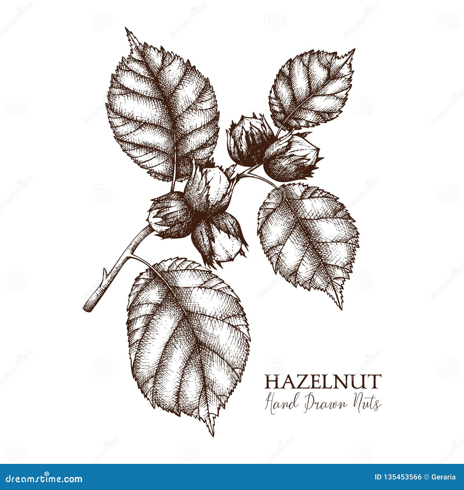 Vector Illustration of Hand Drawn Hazelnut. Vintage Nut Sketch. Organic ...