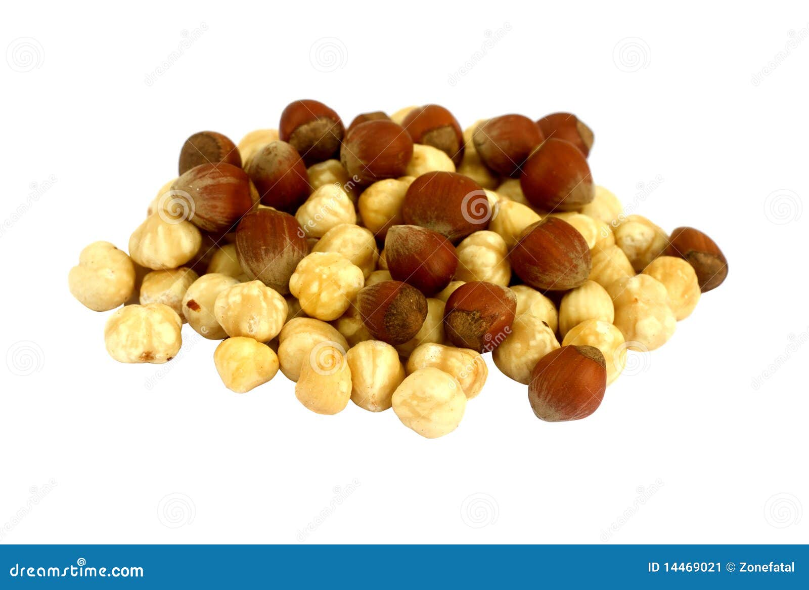 Hazelnut stock image. Image of bronze, hazelnut, autumn - 14469021