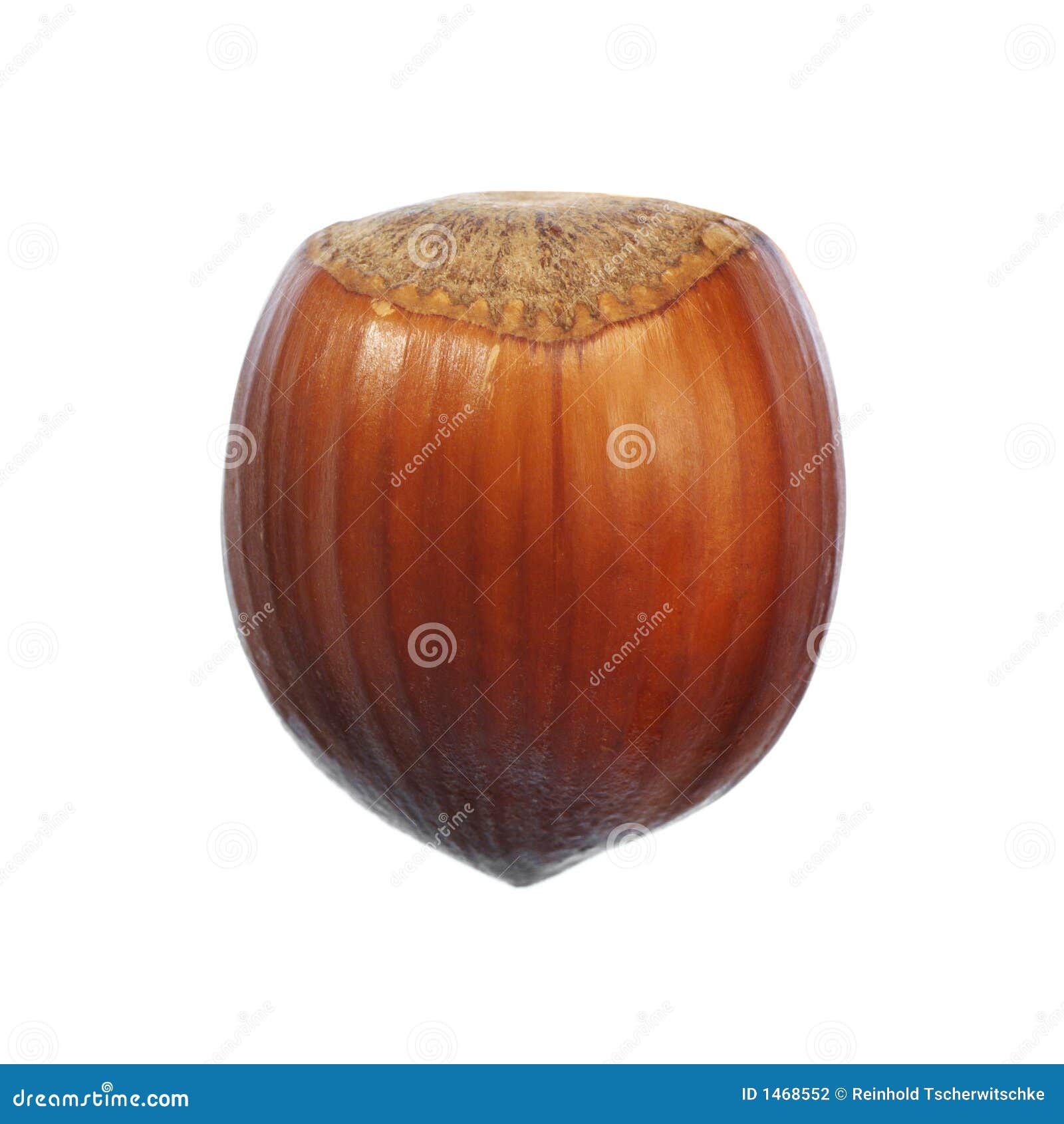 Hazelnut stock photo. Image of nutrition, mineral, vitamine - 1468552