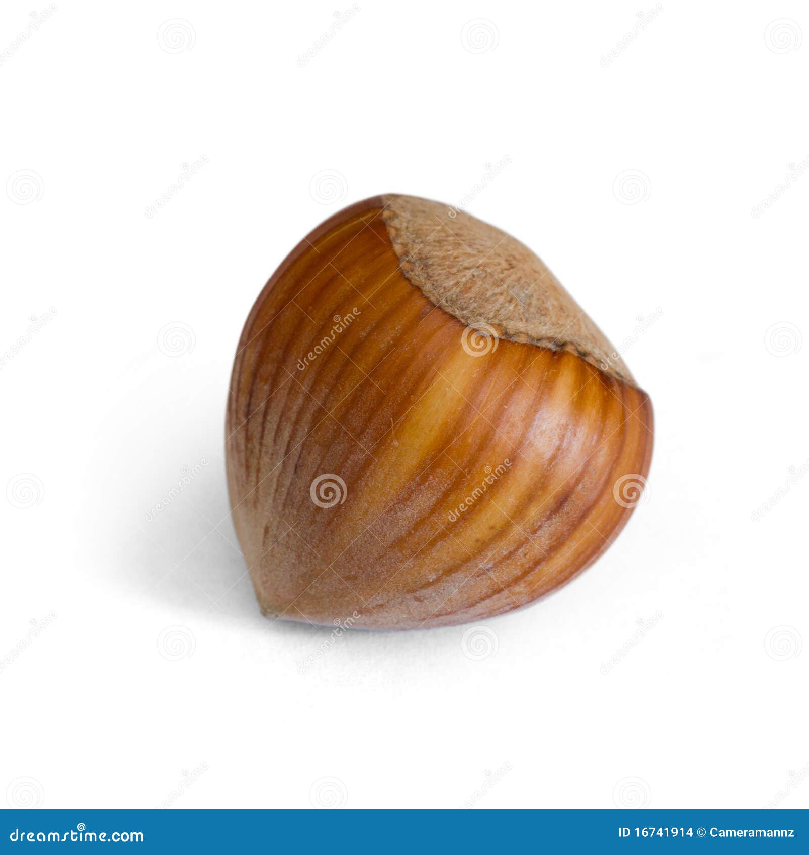Hazelnut stock photo. Image of shot, isolated, healthy - 16741914
