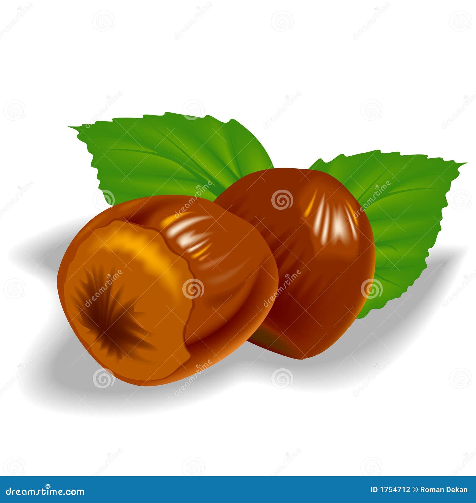 Hazelnut stock vector. Illustration of filbert, nourishment - 1754712