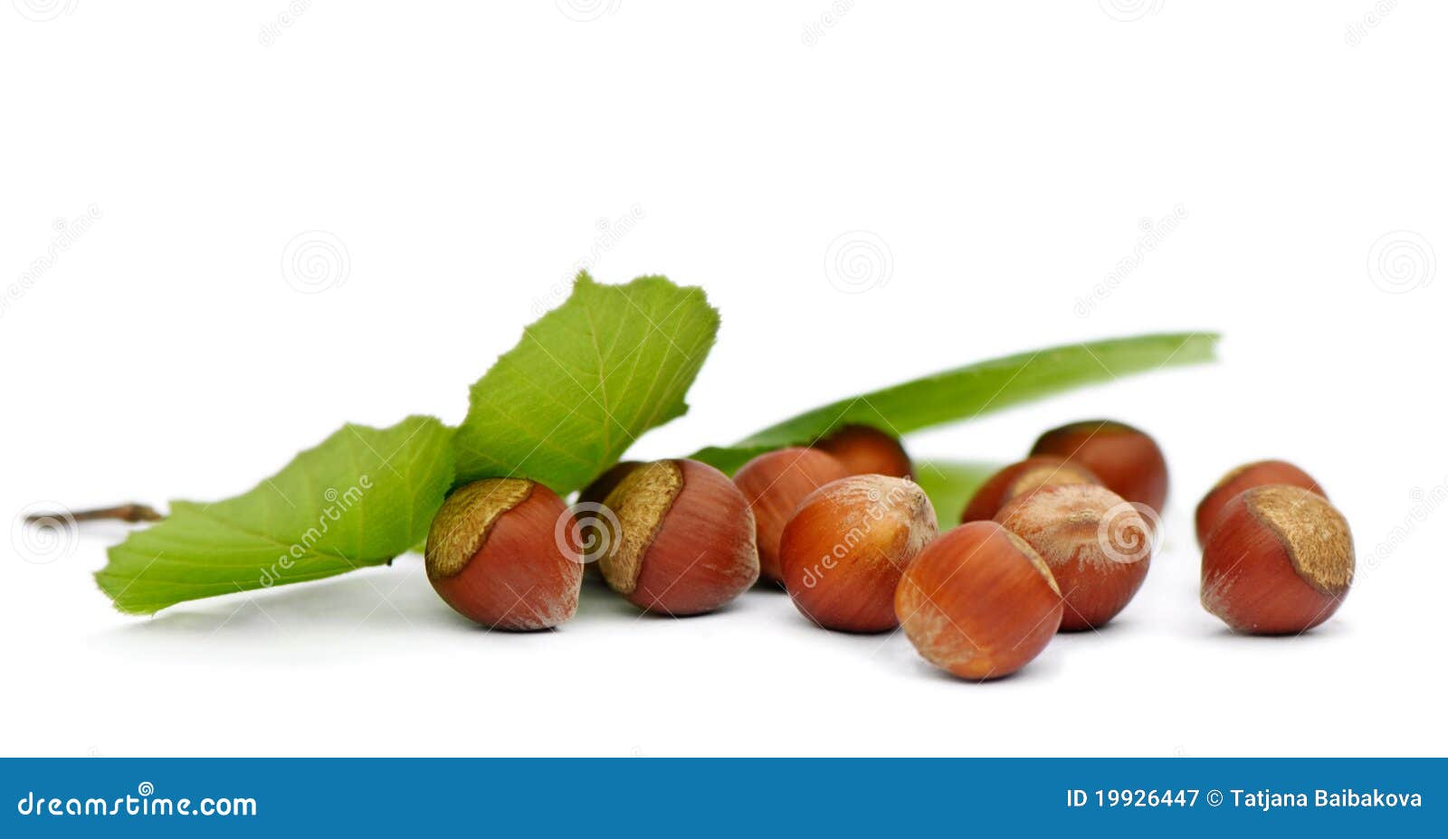 Hazelnut stock image. Image of fruit, healthy, green - 19926447