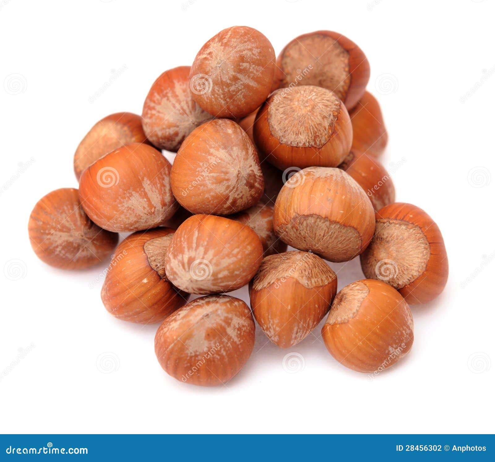 Hazelnut stock photo. Image of hazel, white, food, group - 28456302