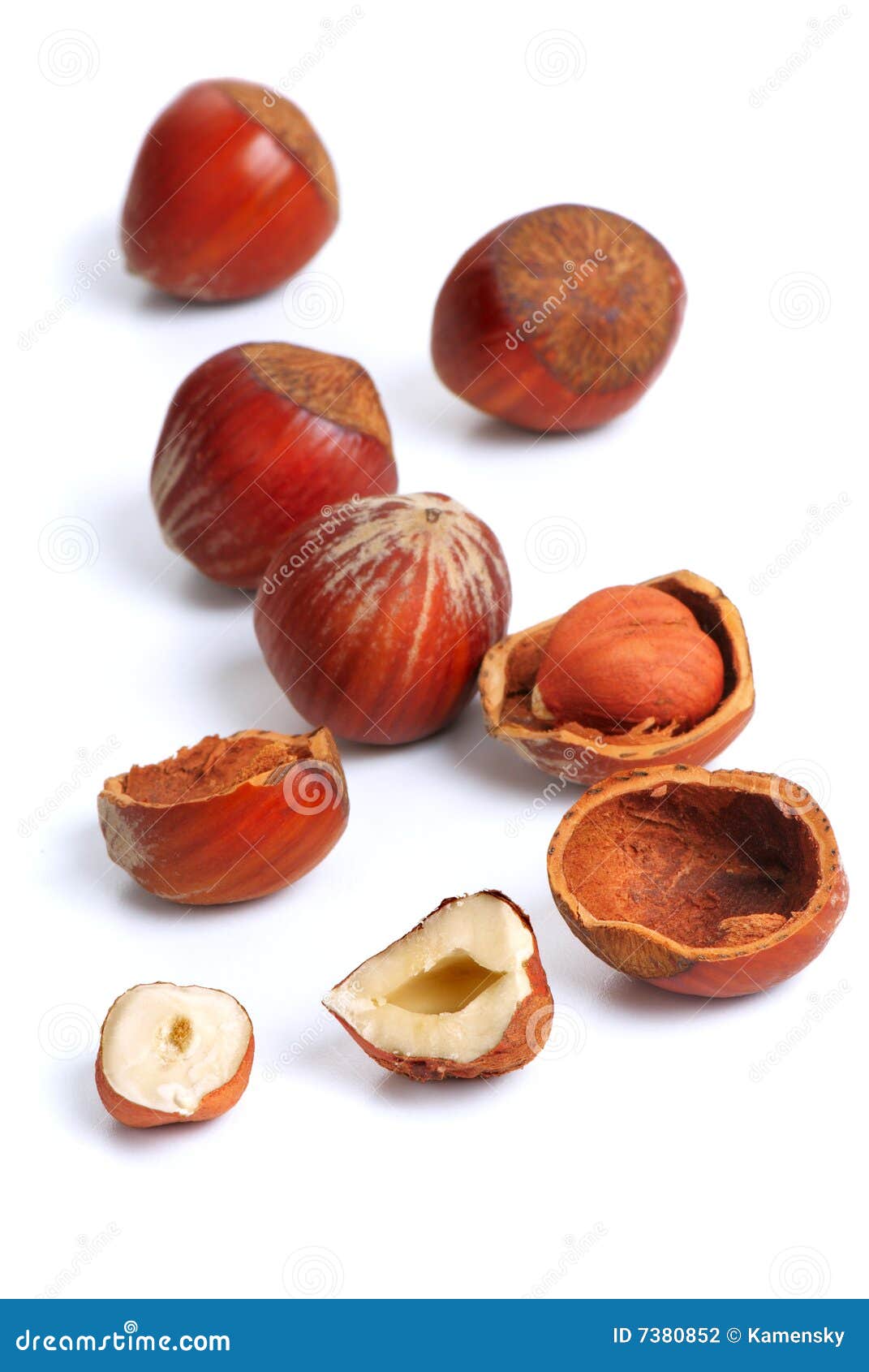 Hazelnut - 3 stock photo. Image of close, nature, season - 7380852