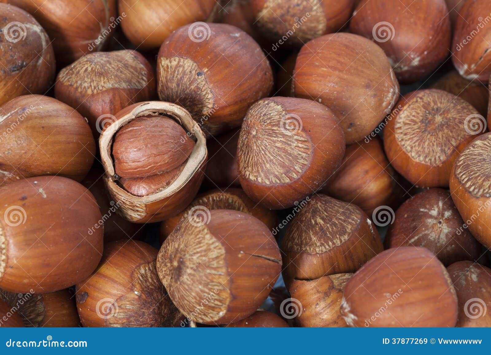 Hazelnut stock image. Image of food, agricultural, hazelnut - 37877269