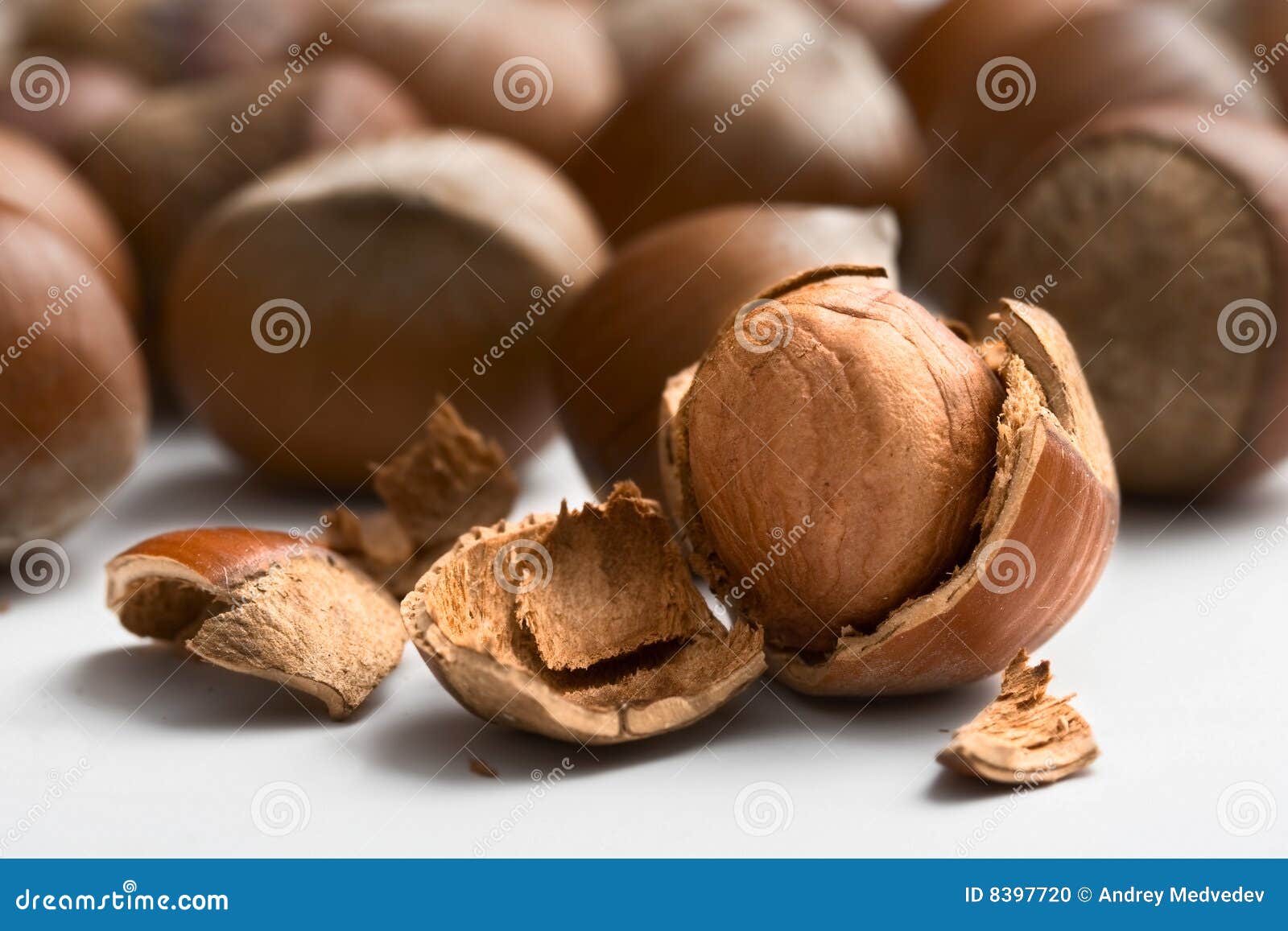 Hazelnut stock photo. Image of core, shell, macro, filbert - 8397720