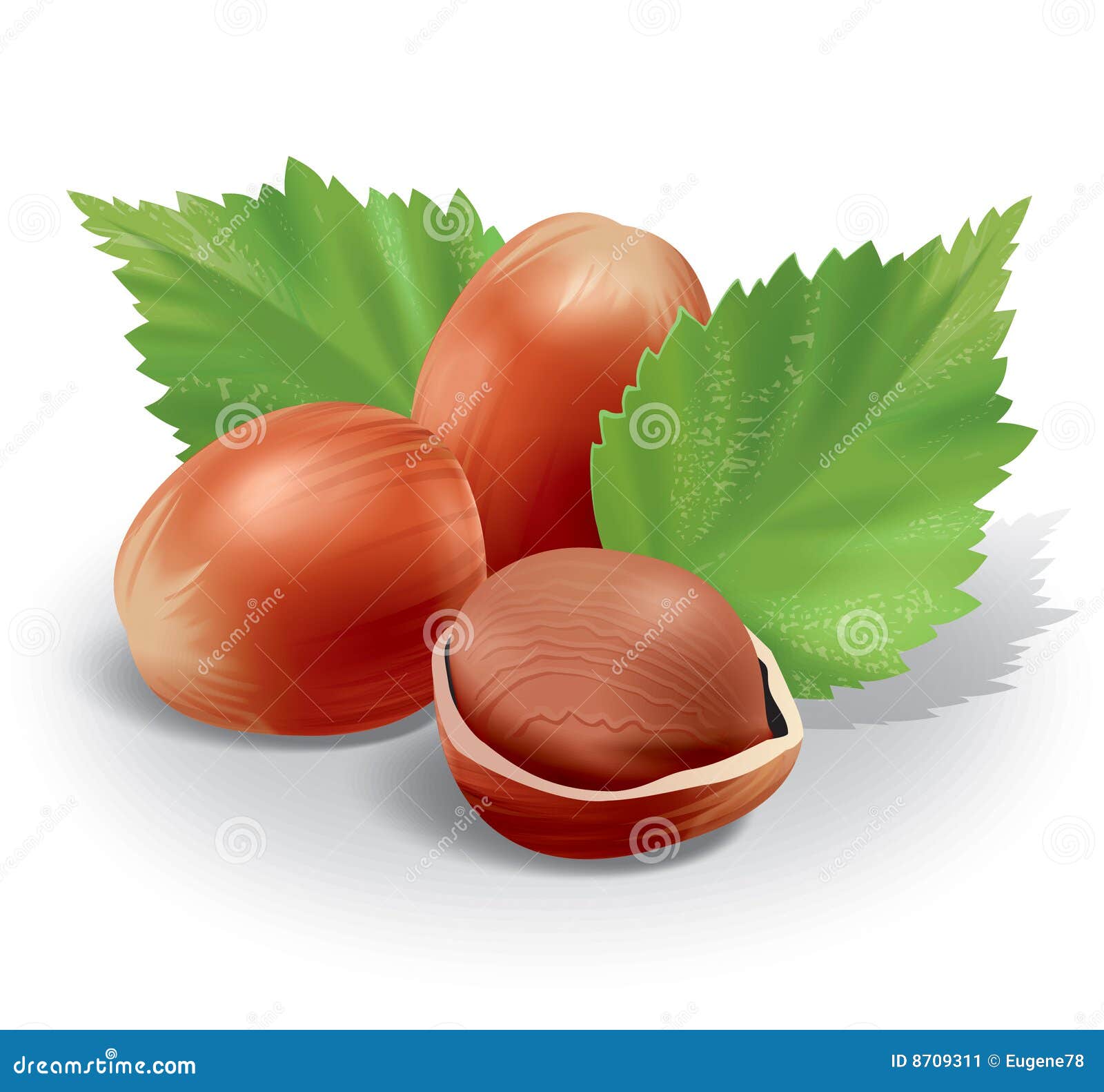 Hazelnut stock vector. Illustration of isolated, brown - 8709311