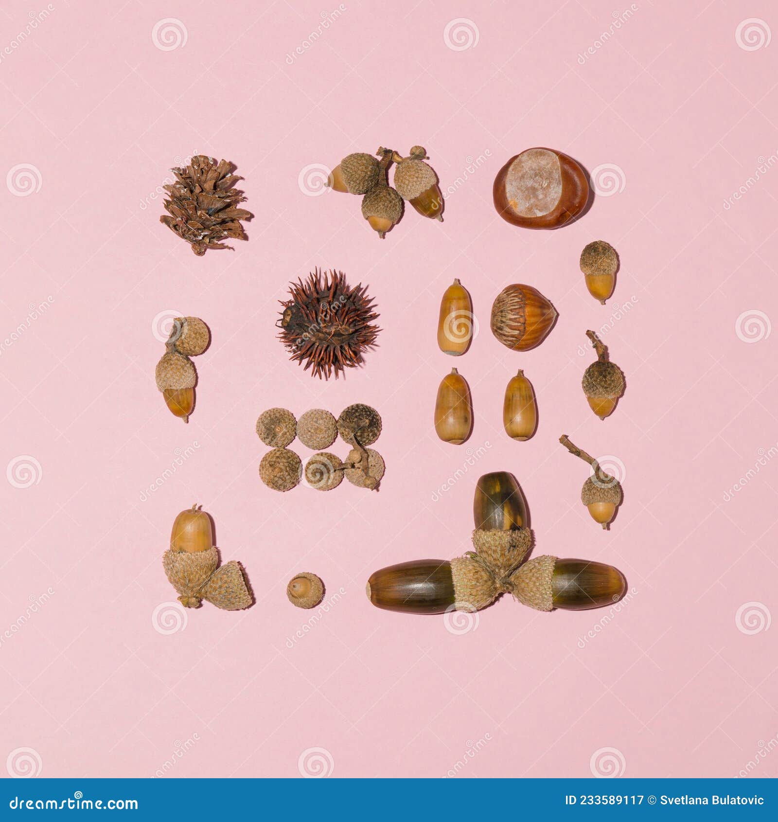 Hazelnut, Acorns and Chestnuts Carefully Arranged. Stock Image - Image ...