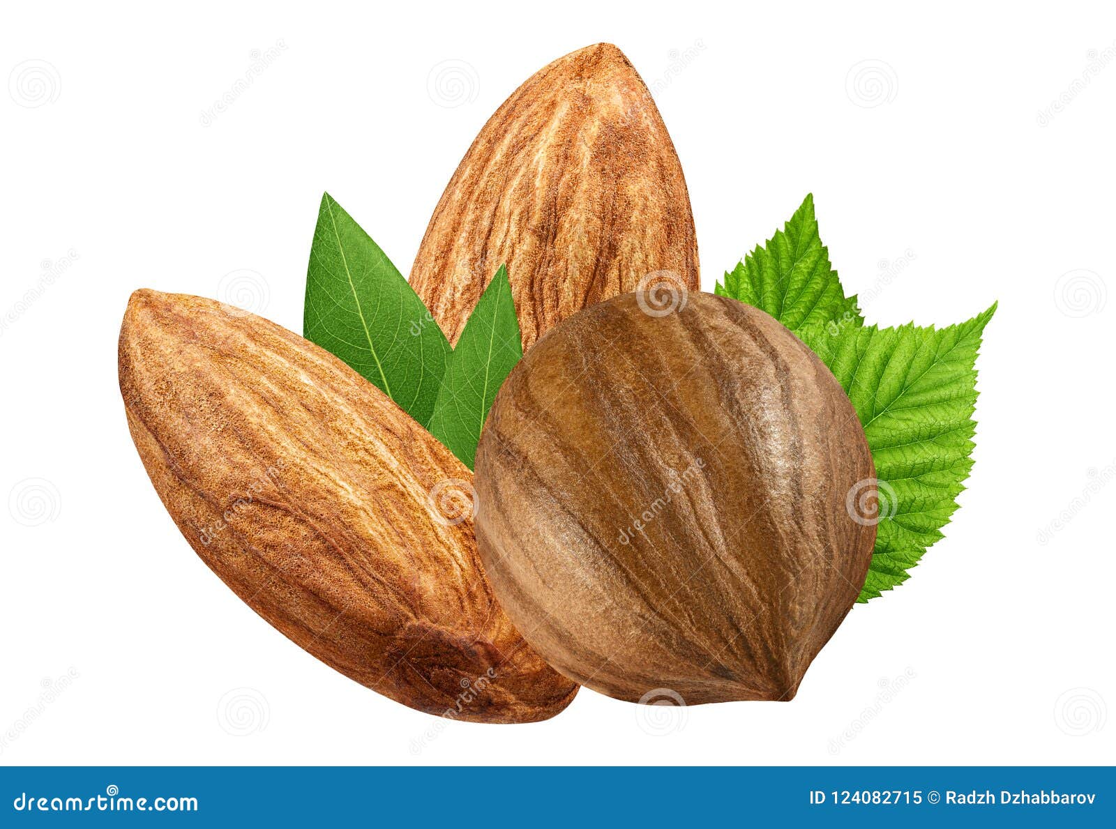 Hazelnut and Almond Isolated Closeup with Leaf As Package Design ...