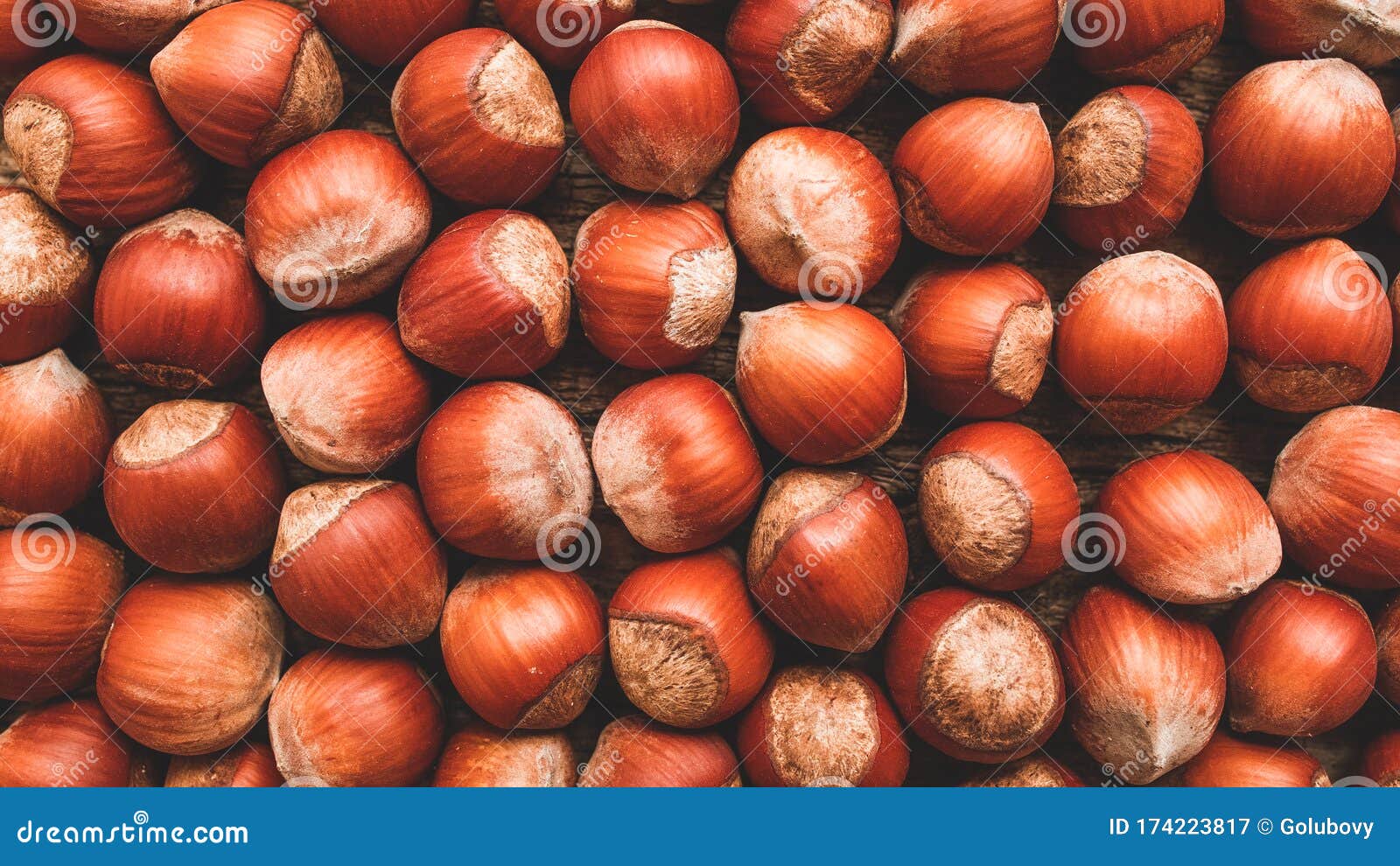 Hazelnut Background Harvest Time Fall Season Stock Image - Image of ...