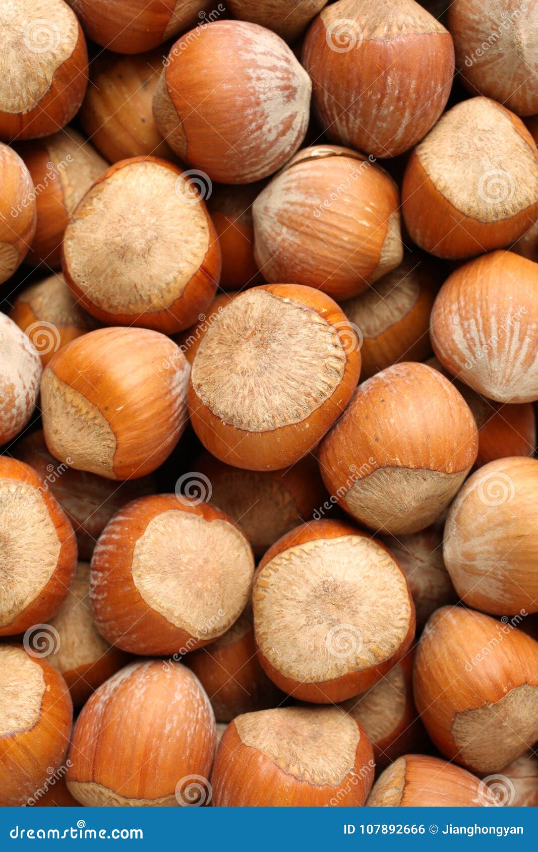 Hazelnut background stock photo. Image of crunchy, filbert - 107892666