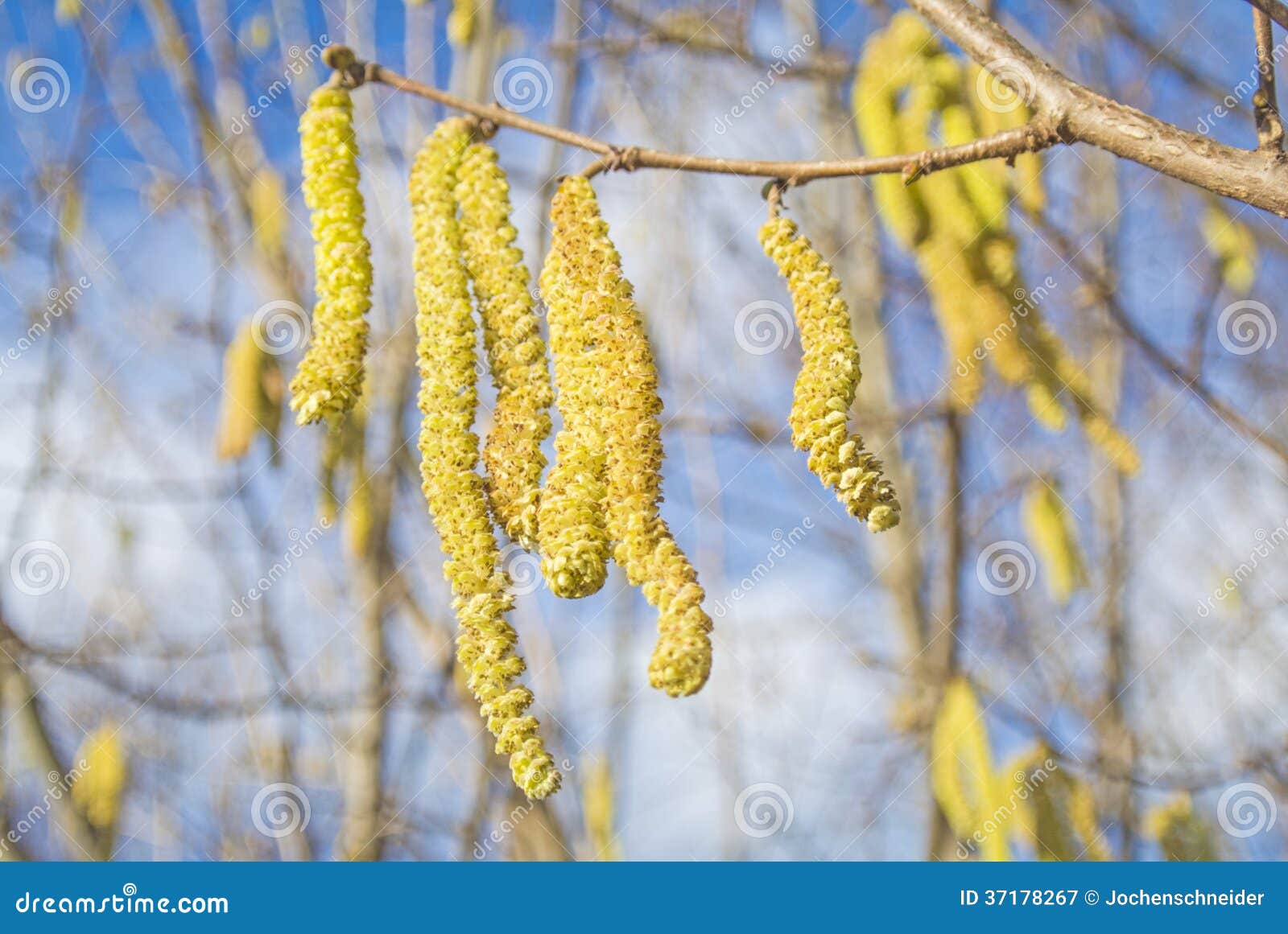 Hazelnut bloom stock image. Image of closeup, beauty - 37178267