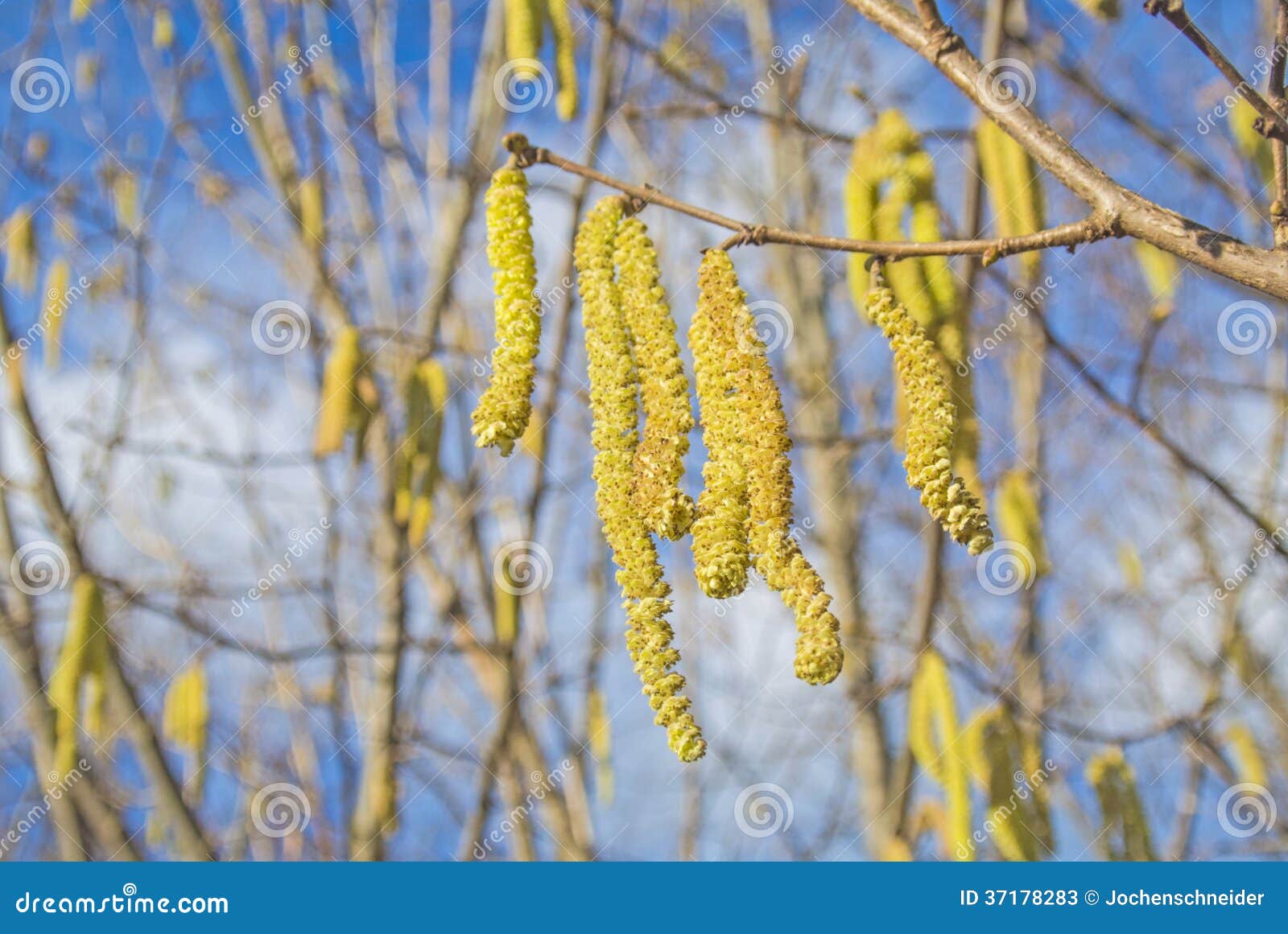 Hazelnut bloom stock image. Image of long, blossom, detail - 37178283