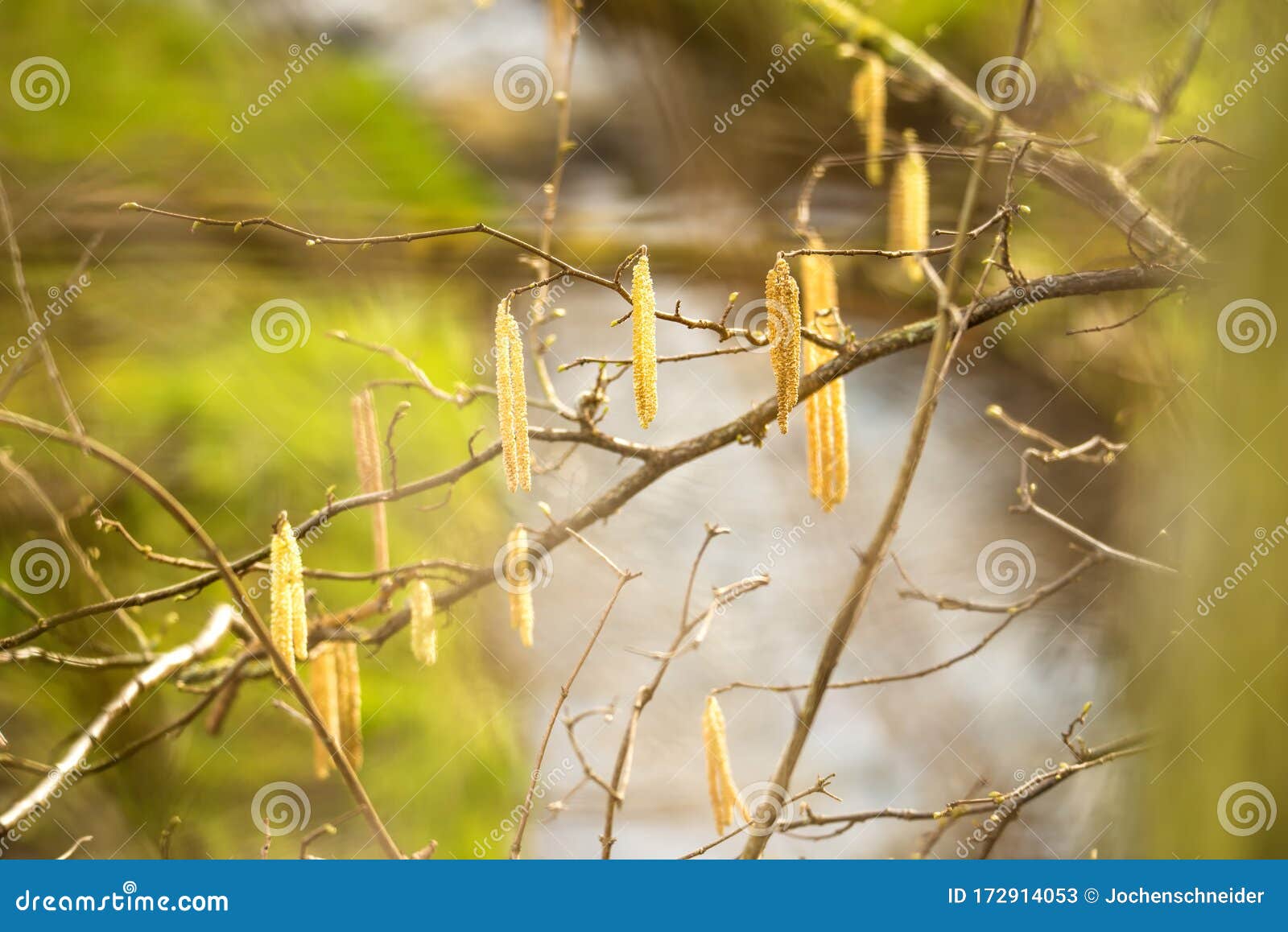 Hazelnut Bloom in Winter with Little Creek Stock Image - Image of ...