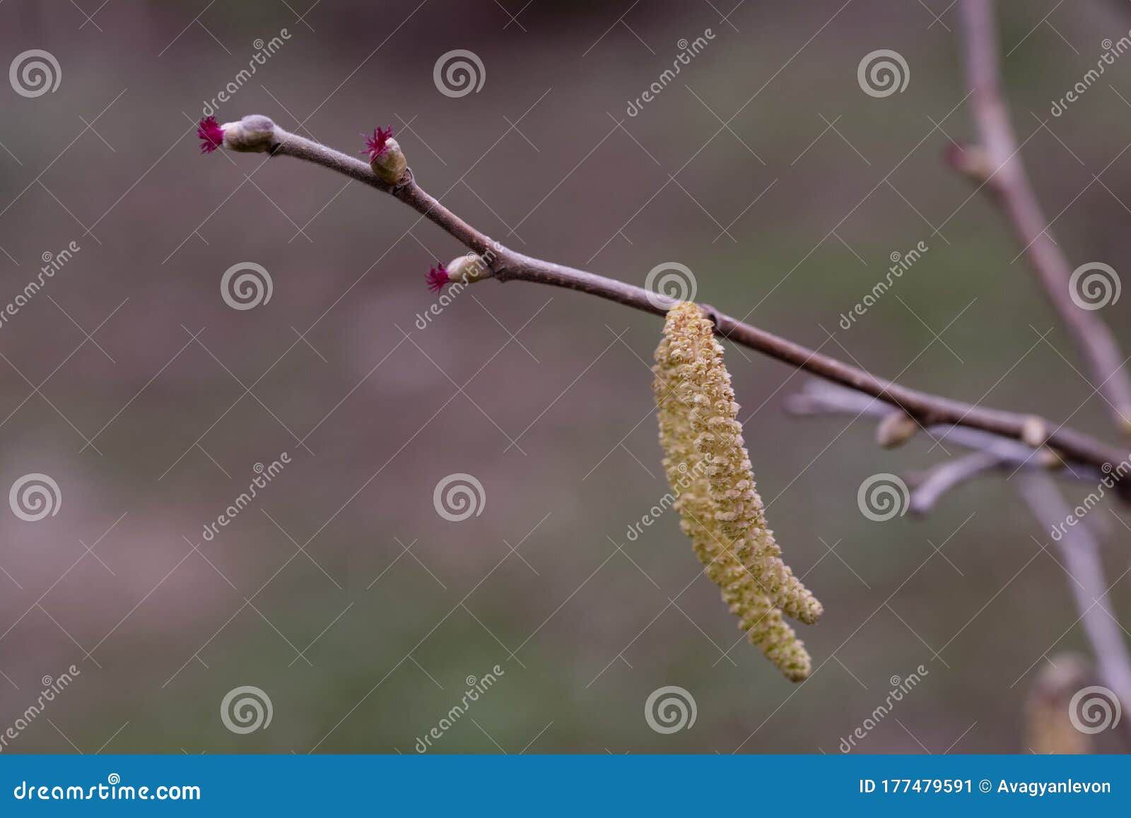 Hazelnut Branch stock image. Image of weather, natural - 177479591
