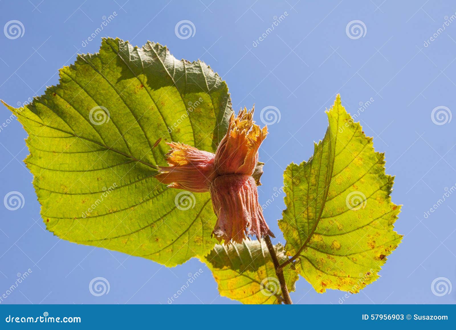Hazelnut Branch Against Blue Sky Stock Image - Image of corylus, nerves ...