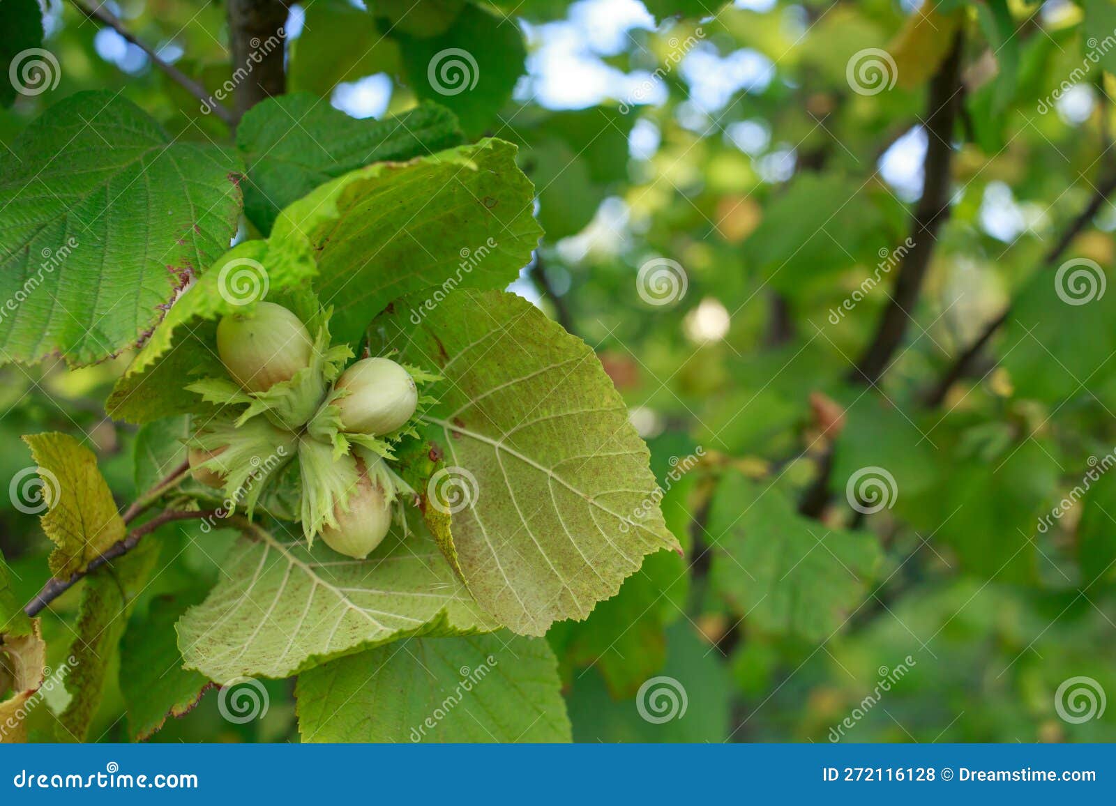 Hazelnut on a branch stock photo. Image of vitamins - 272116128