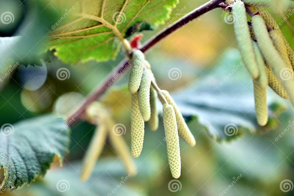 Hazelnut Branch with Catkins. Stock Photo - Image of spring, macro ...