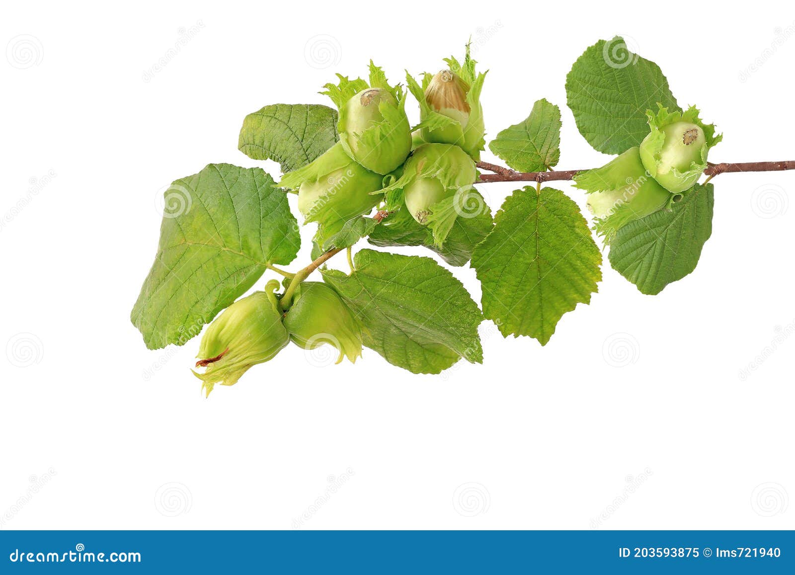 Hazelnut Branch Isolated on White Stock Image - Image of heals, trees ...