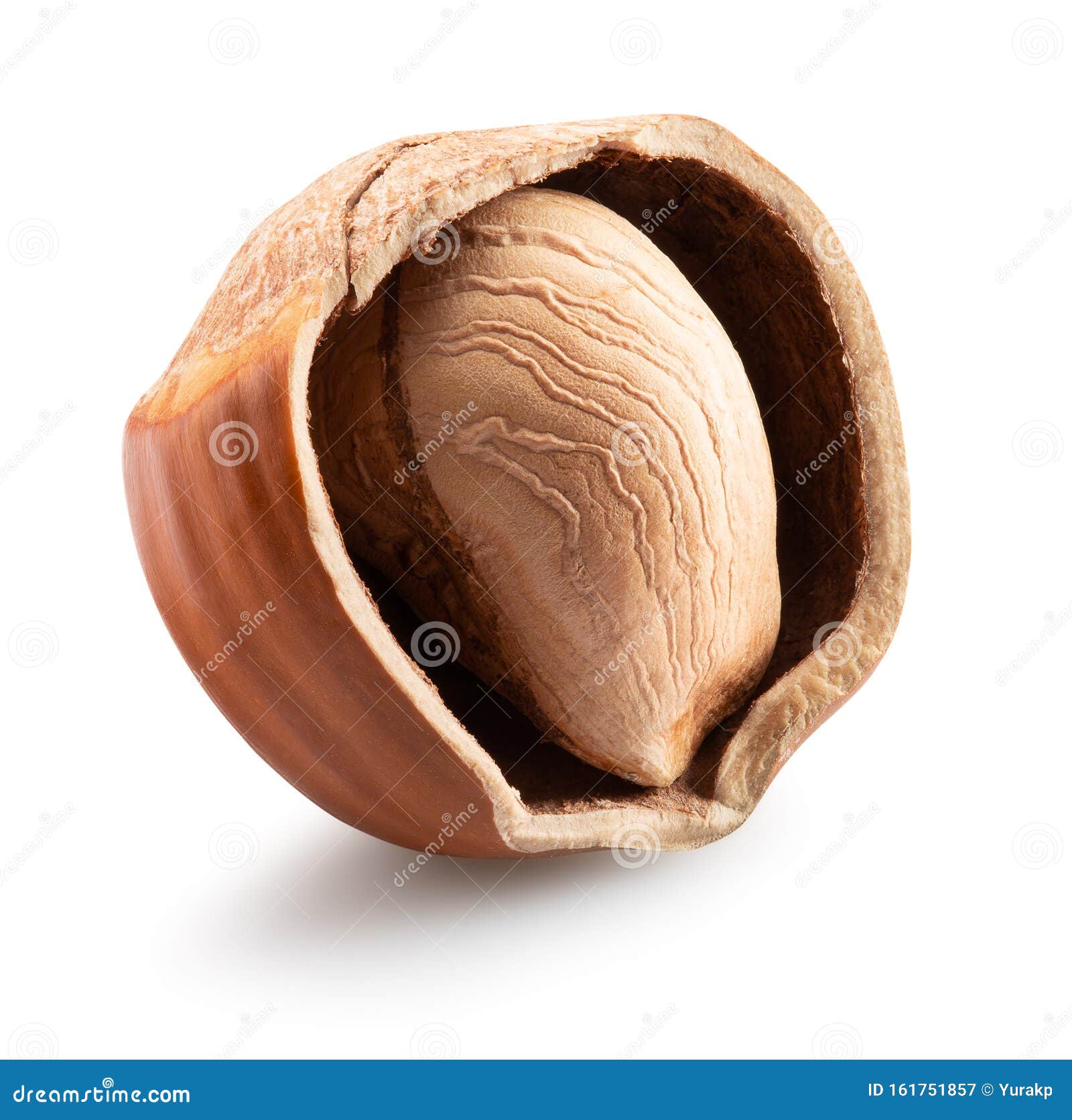 Hazelnut in Broken Shell Isolated on a White Background Stock Image ...