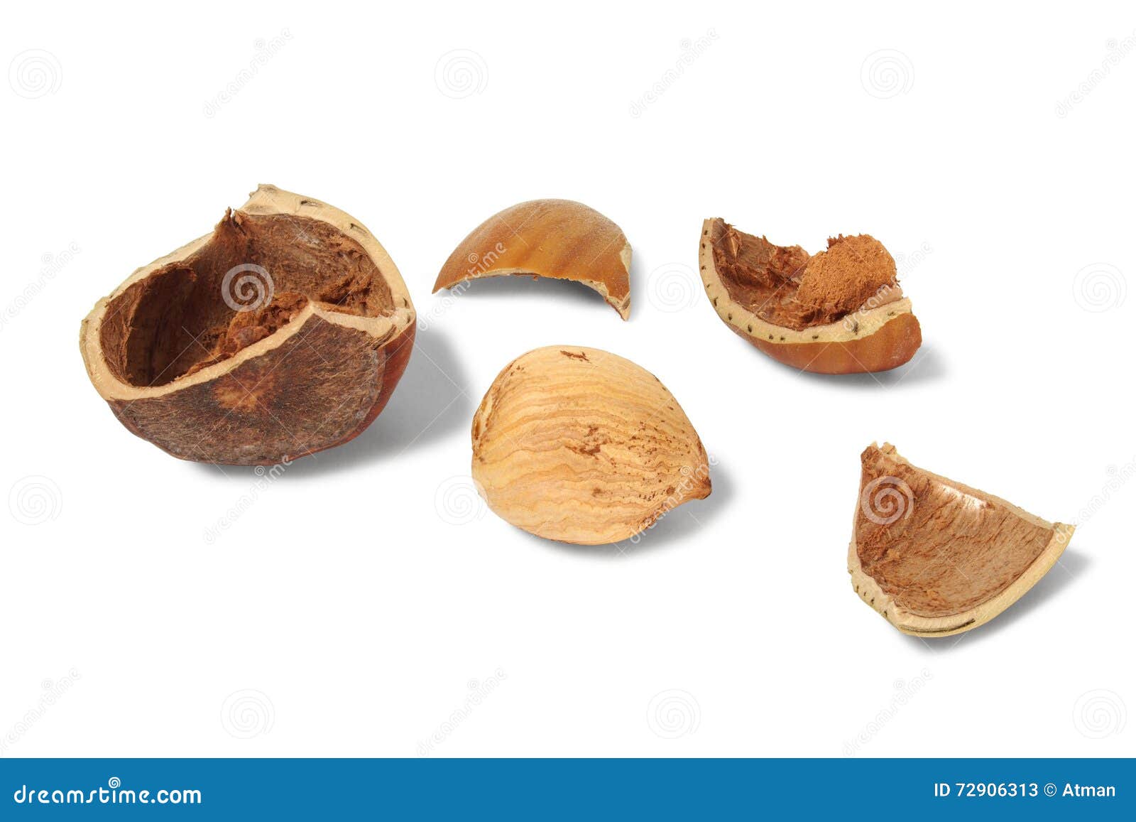 Hazelnut with broken shell stock image. Image of cobnuts - 72906313