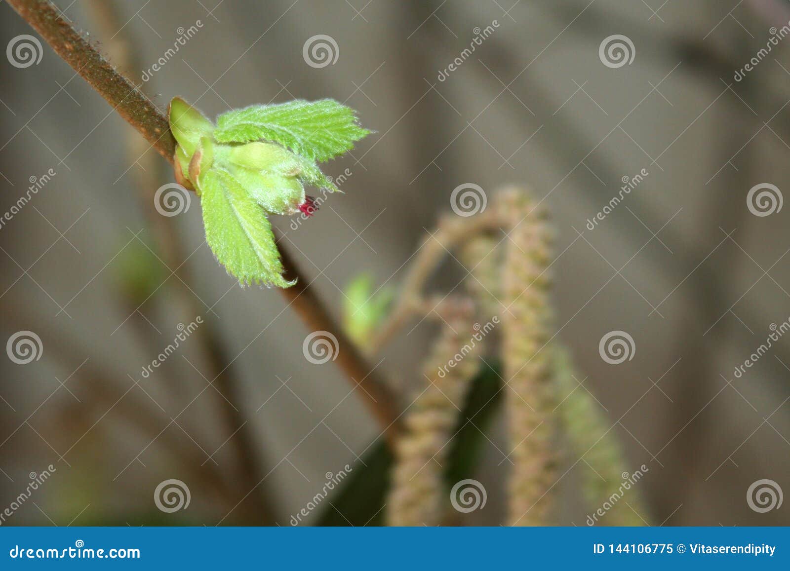 Hazelnut Bud Blooming in a Springtime Stock Image - Image of beautiful ...