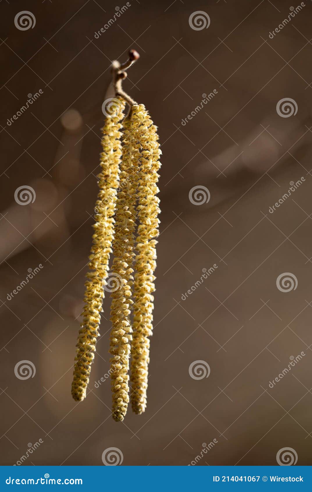 A Hazelnut Bush Blooms in Spring Stock Image - Image of spring, bush ...