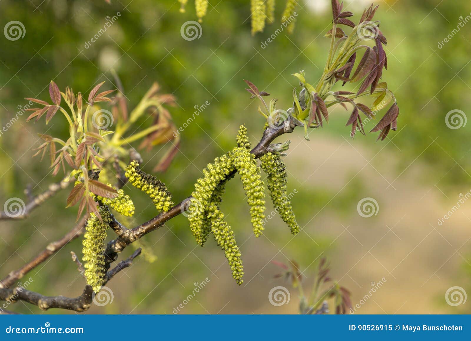 Hazelnut bush stock image. Image of hazel, winter, spring - 90526915