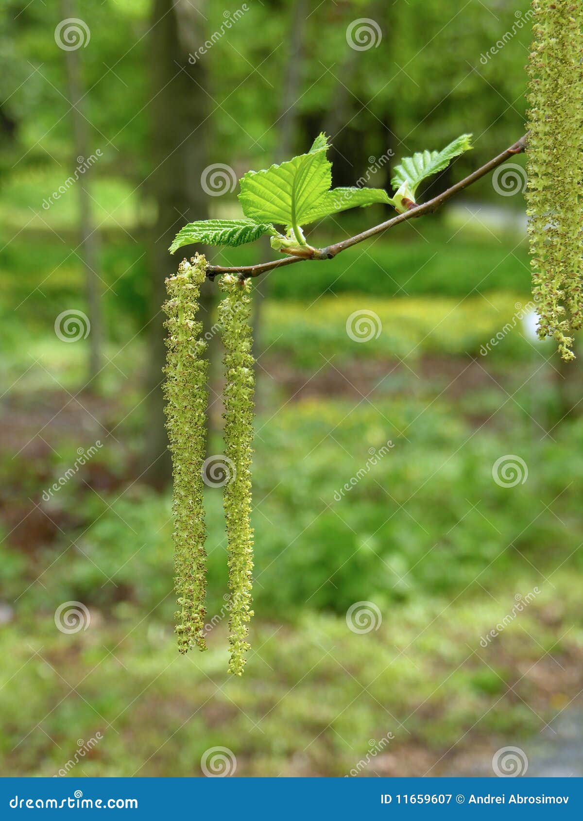 Hazelnut catkin. stock image. Image of catkin, country - 11659607