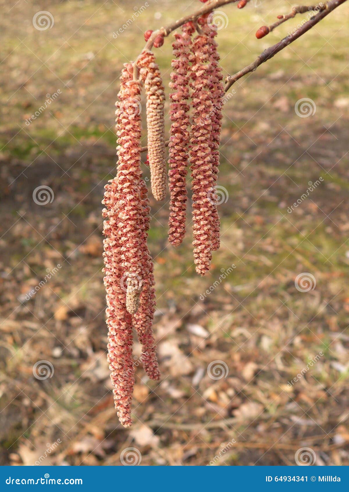 Hazelnut catkins stock image. Image of catkins, background - 64934341