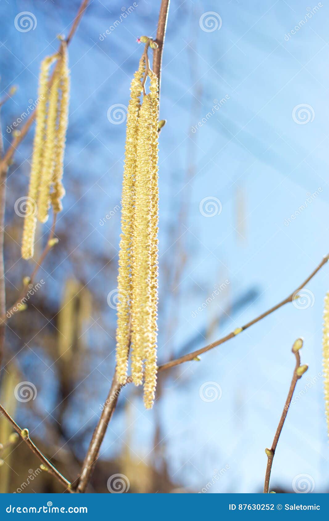 Hazelnut Catkins on the Tree Stock Photo - Image of blooming, nature ...