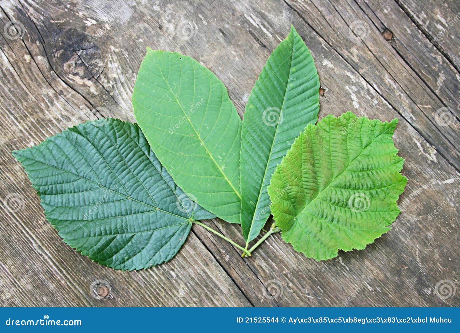 Hazelnut,Chestnut,Walnut and Linden Tree Leaves Stock Photo - Image of ...