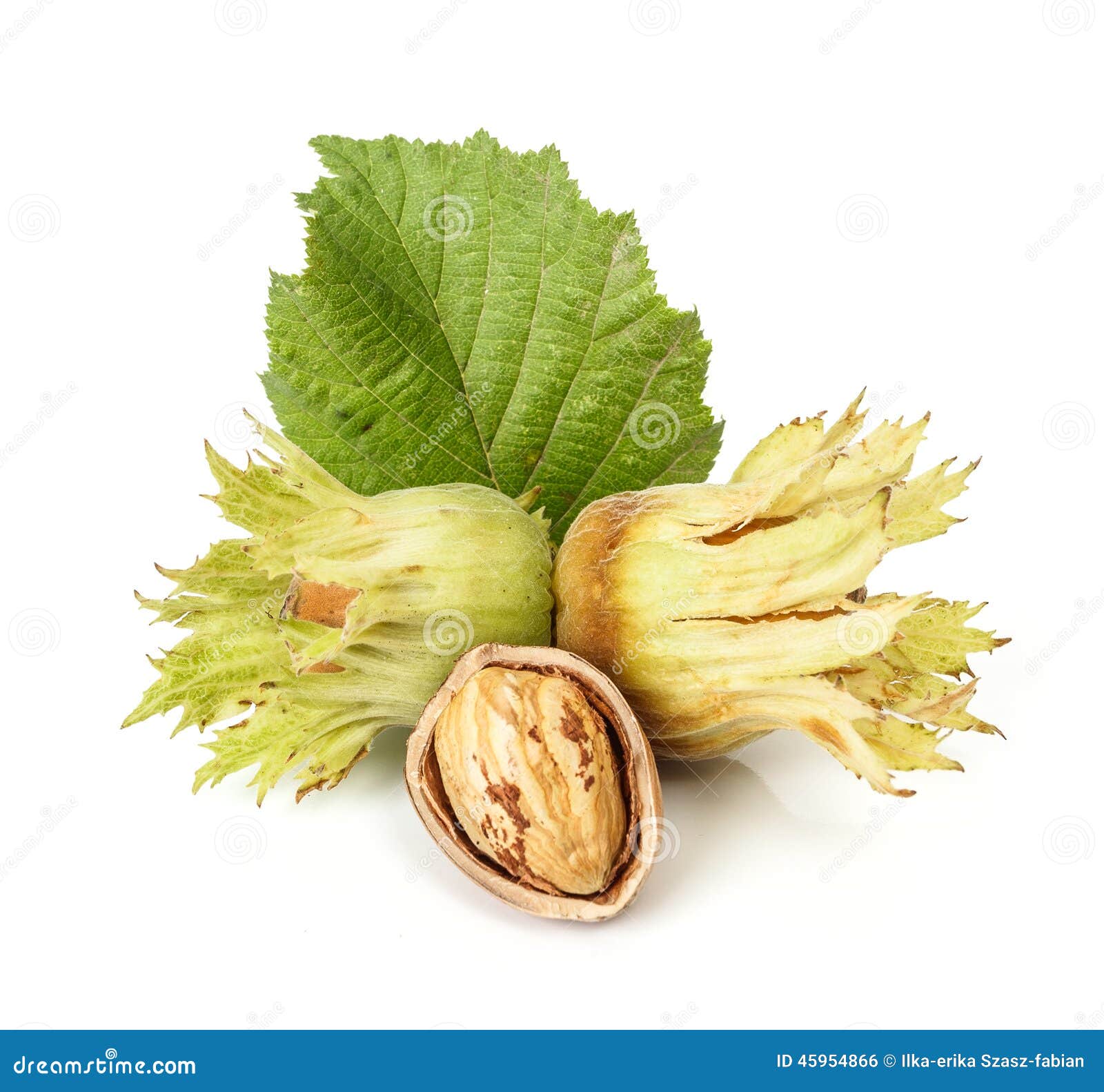 Hazelnut stock photo. Image of cobnut, cluster, healthy - 45954866