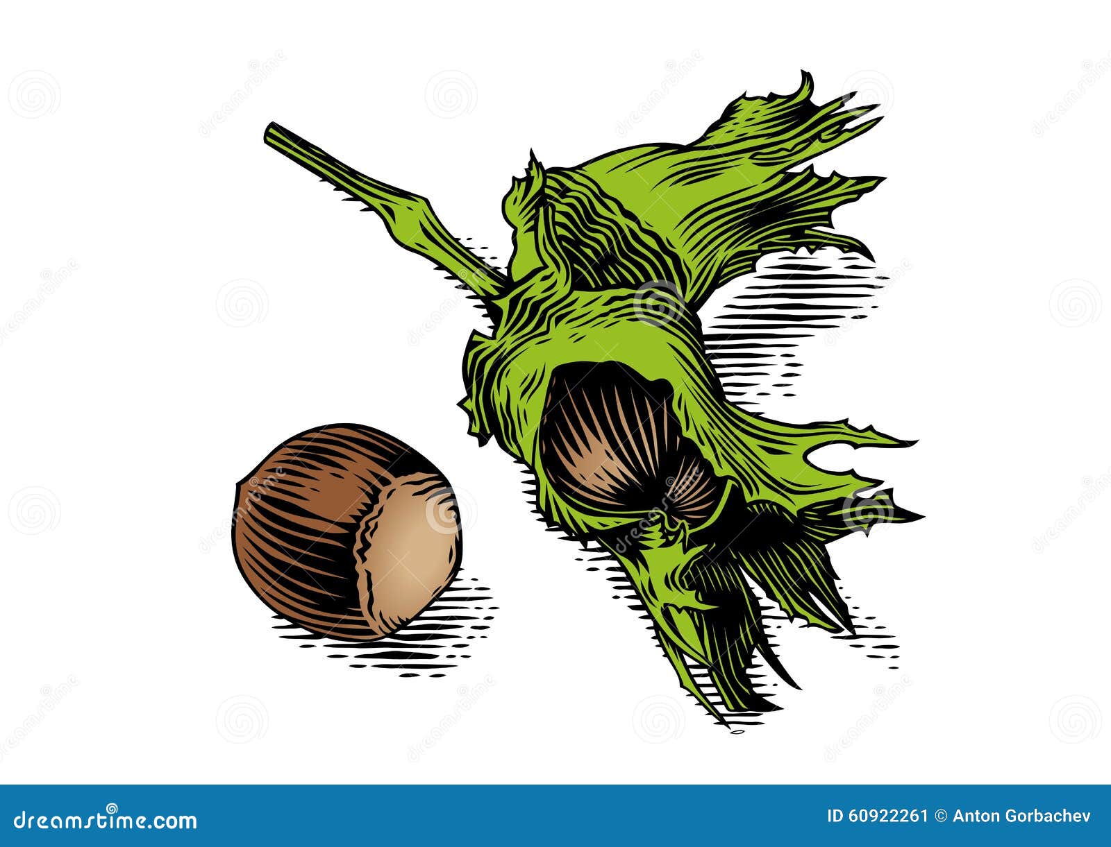Hazelnut Stock Vector - Image: 60922261