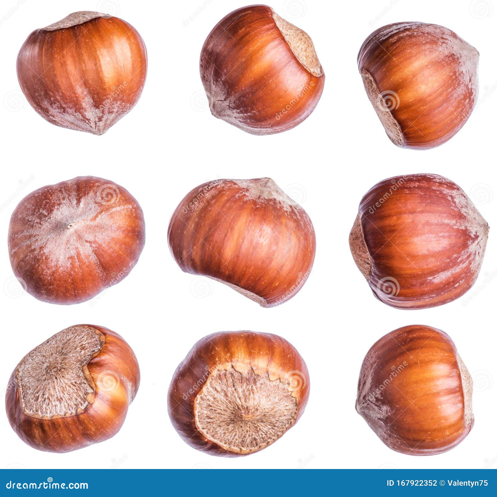 Hazelnut or Filbert. Collection of Different Angle of Views. Macro ...