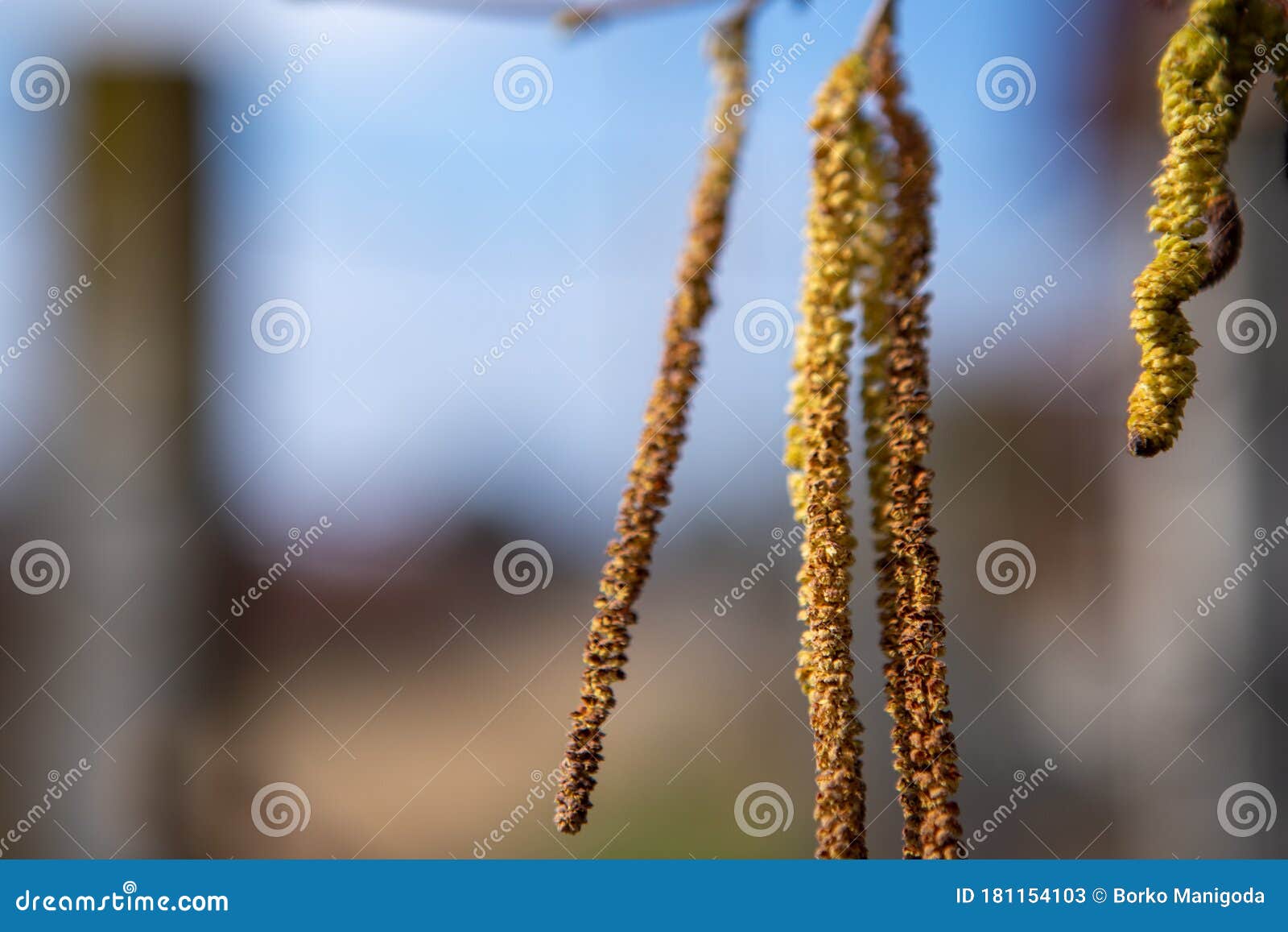 Hazelnut Flowers. it`s a Beautiful Spring Day and the Worlds are Ready ...