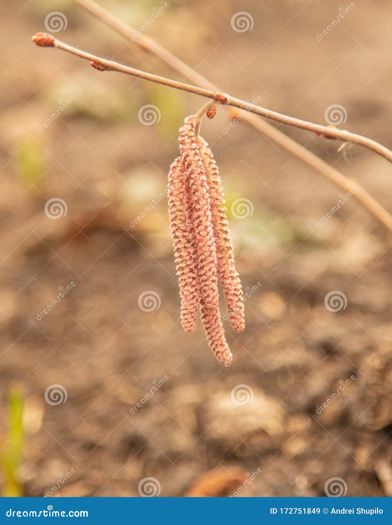 Hazelnut Flowers on a Tree Branch Stock Image - Image of yellow, hazel ...