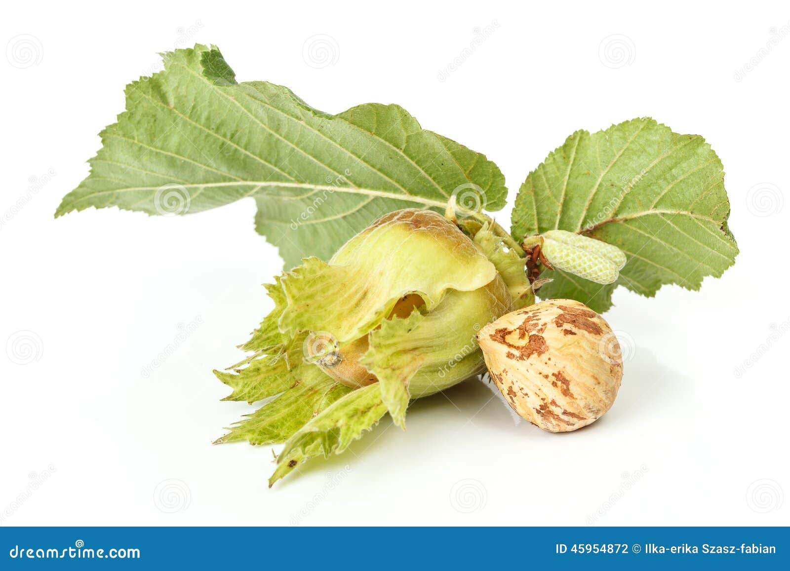 Hazelnut stock photo. Image of hazel, nuts, filbert, background - 45954872